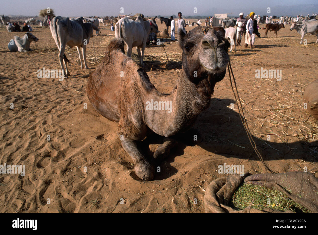 Bull camels hi-res stock photography and images - Alamy