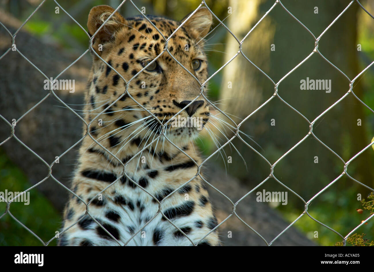 Leopard in zoo behind wire fence Stock Photo - Alamy