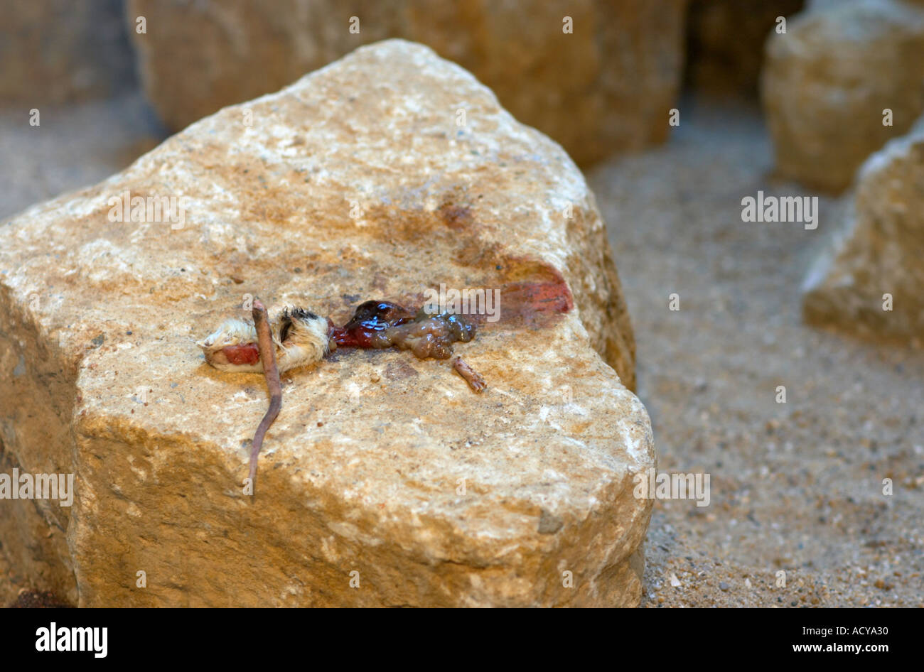 Half eaten rat Stock Photo - Alamy