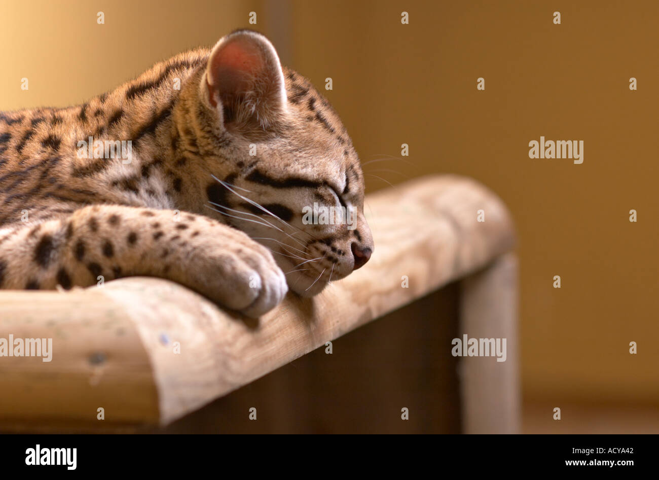 Baby Ocelot In The Wild Minecraft