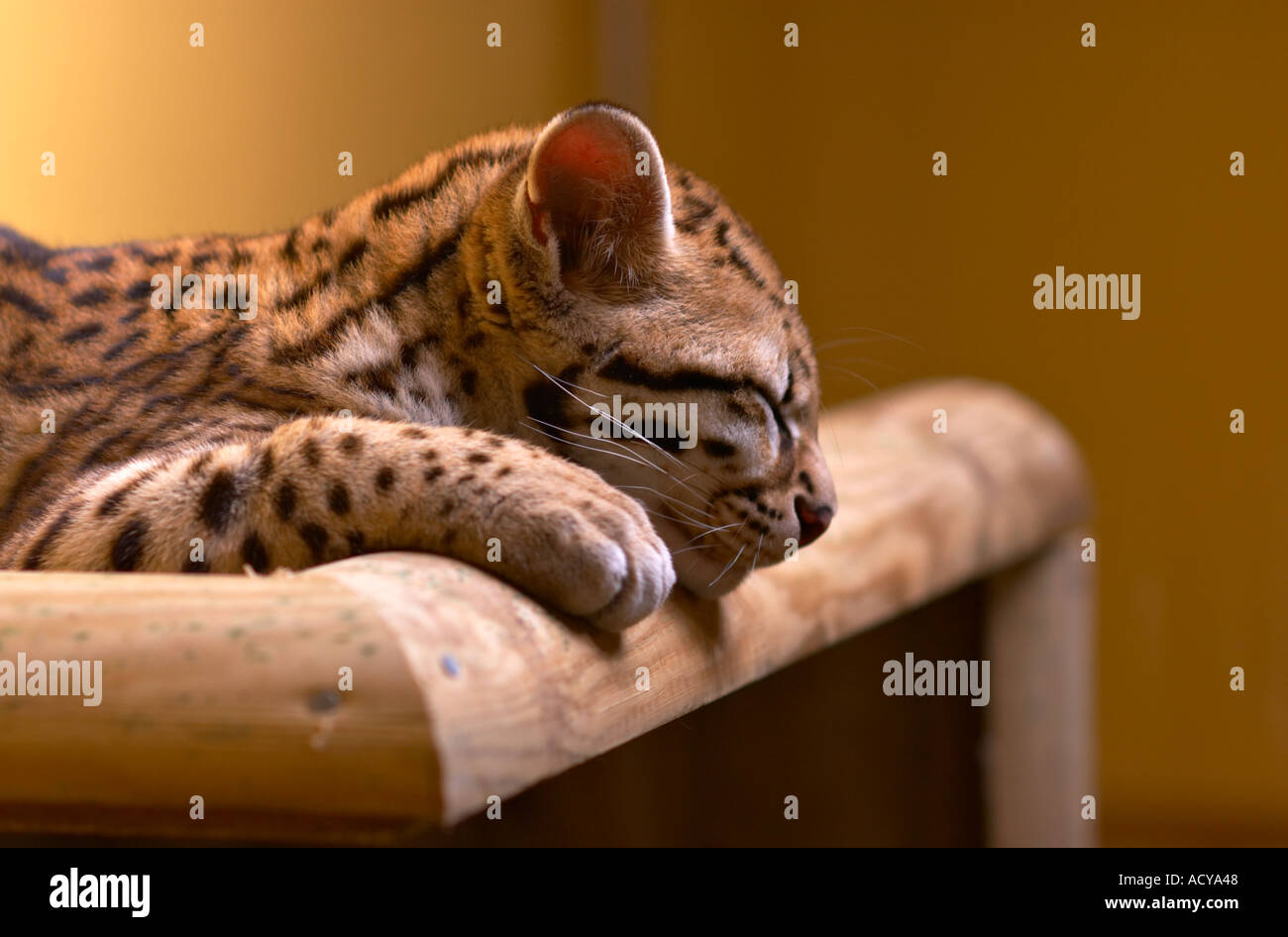Sleeping ocelot hi-res stock photography and images - Alamy