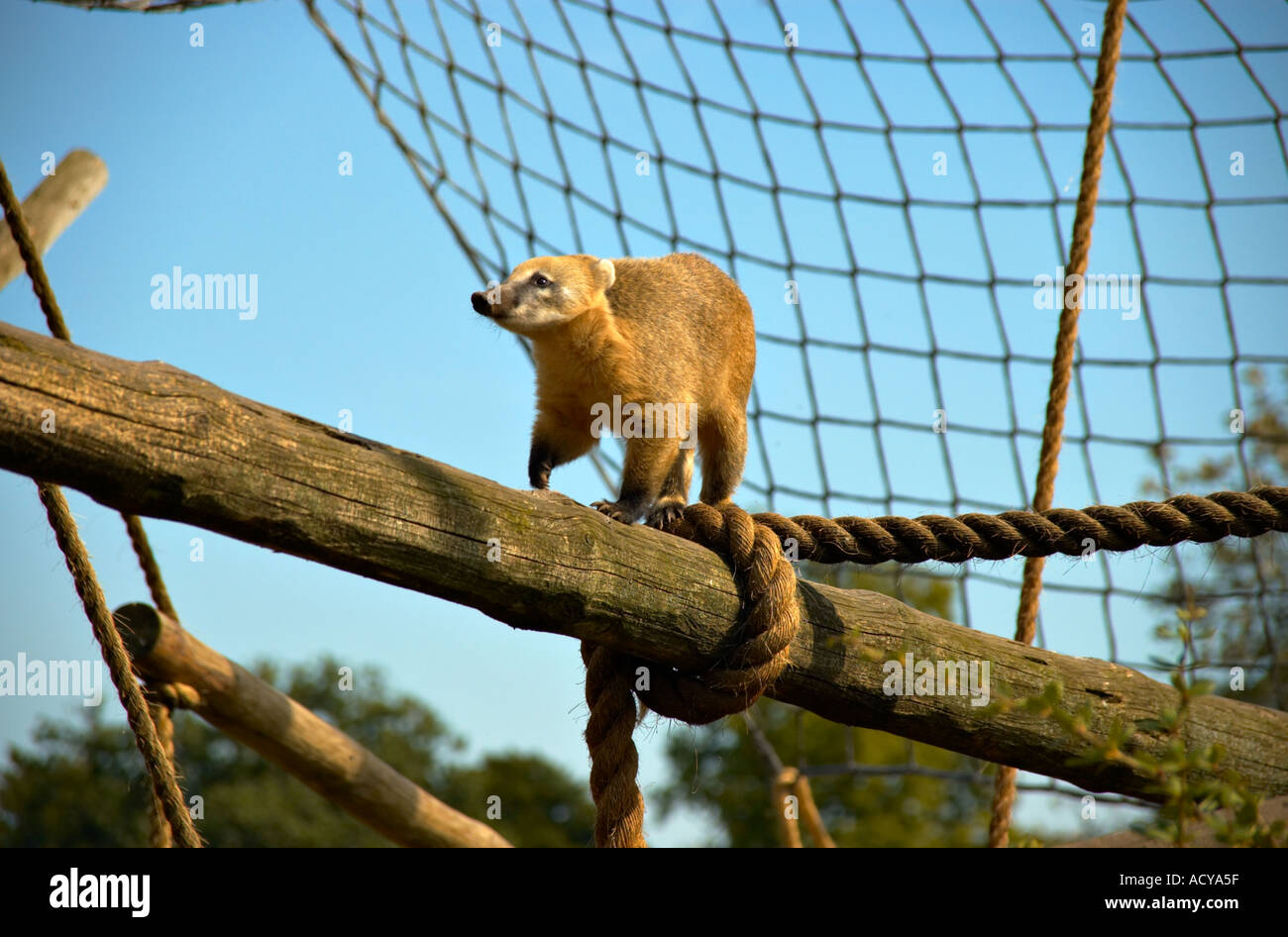 Ring tailed coati in captivity Stock Photo - Alamy