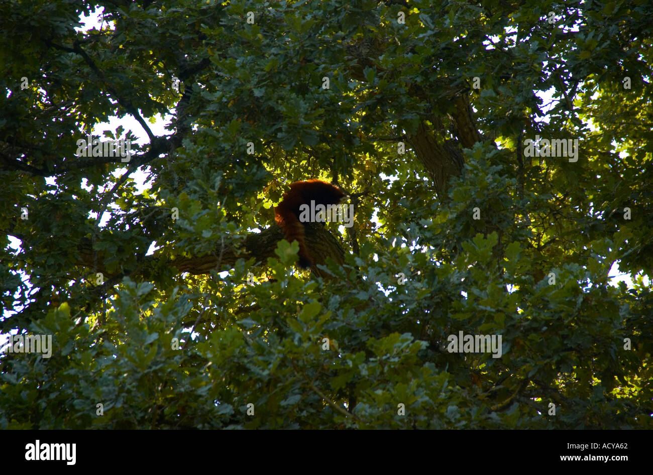 red panda hidden in trees Stock Photo - Alamy