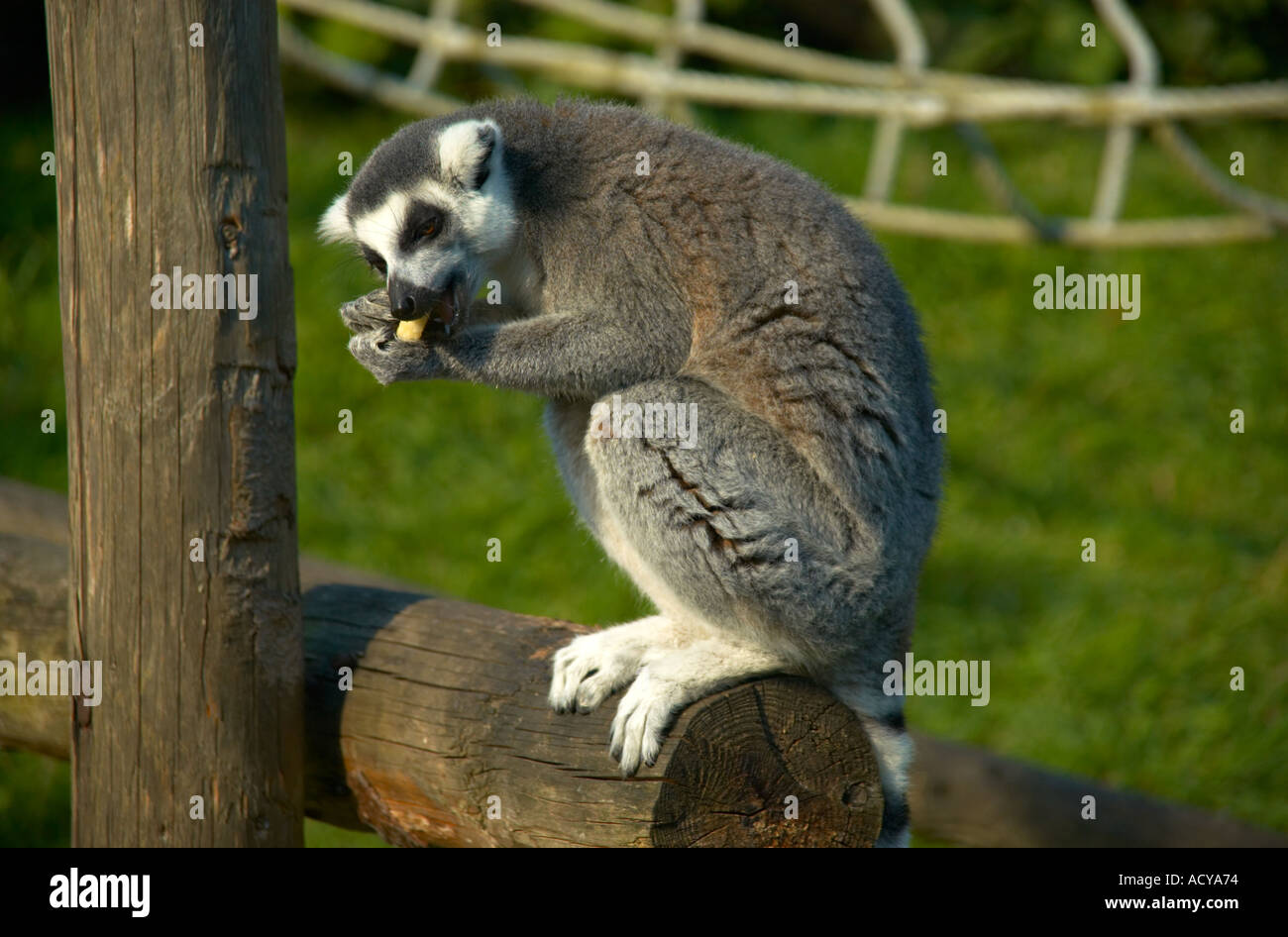 Lemur lunch hi-res stock photography and images - Alamy