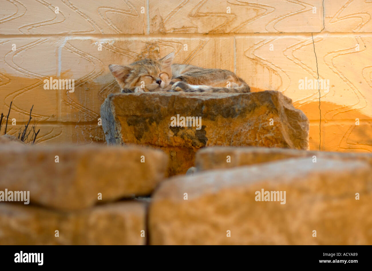 Sand Cat sleeping on warm rocks Stock Photo - Alamy