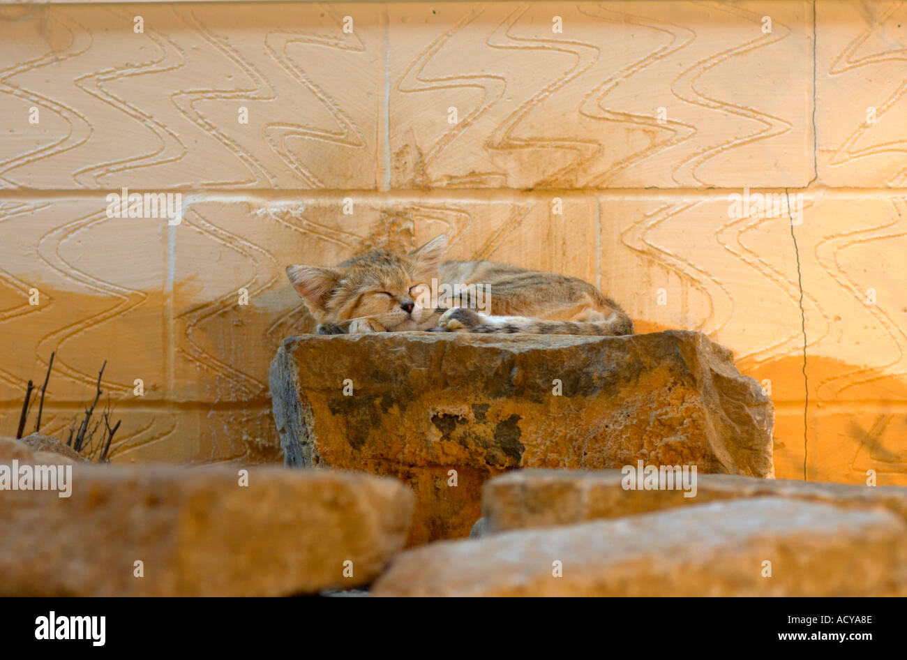 Sand Cat sleeping on warm rocks Stock Photo - Alamy