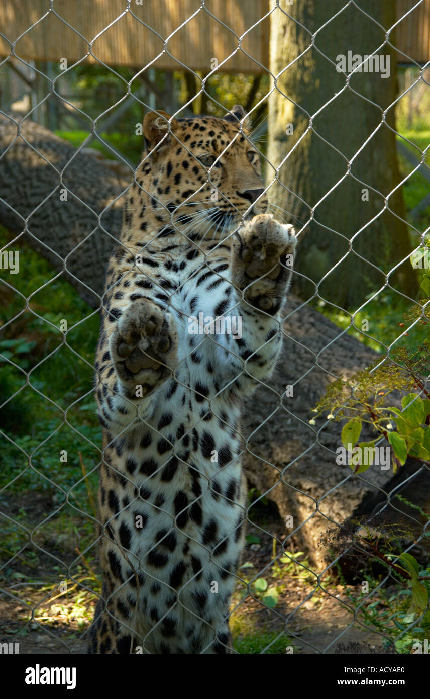 Leopard in zoo behind wire fence Stock Photo - Alamy