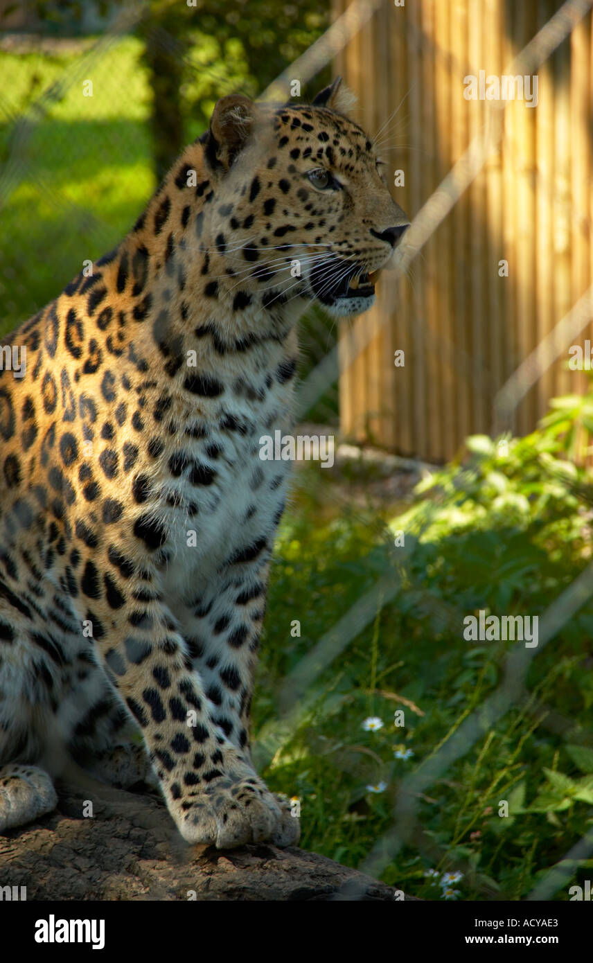 Leopard in zoo behind wire fence Stock Photo - Alamy
