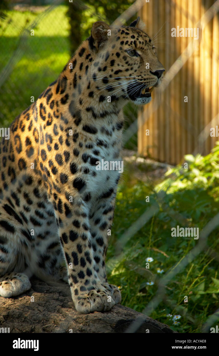 Leopard in zoo behind wire fence Stock Photo - Alamy