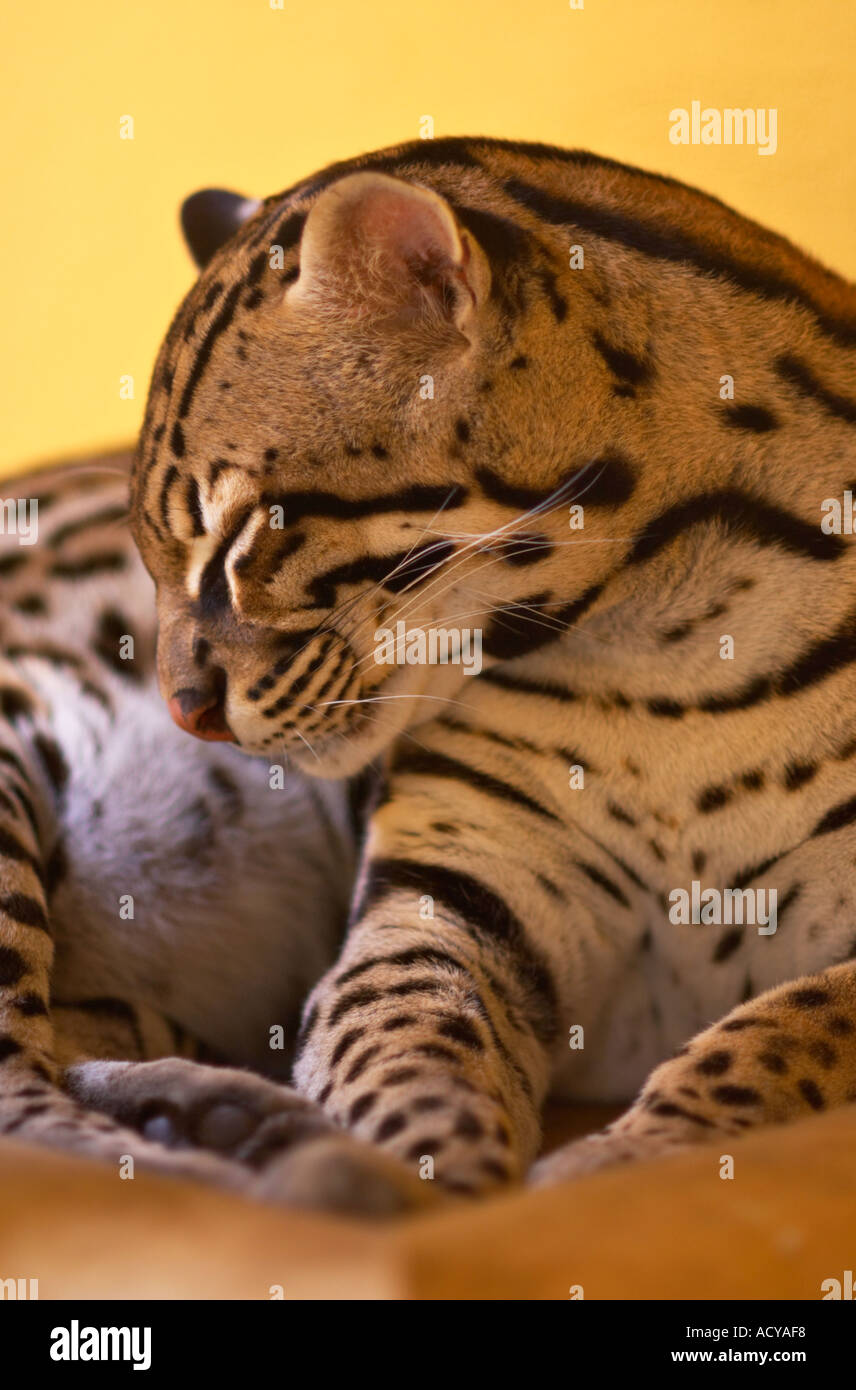 Sleeping ocelot hi-res stock photography and images - Alamy