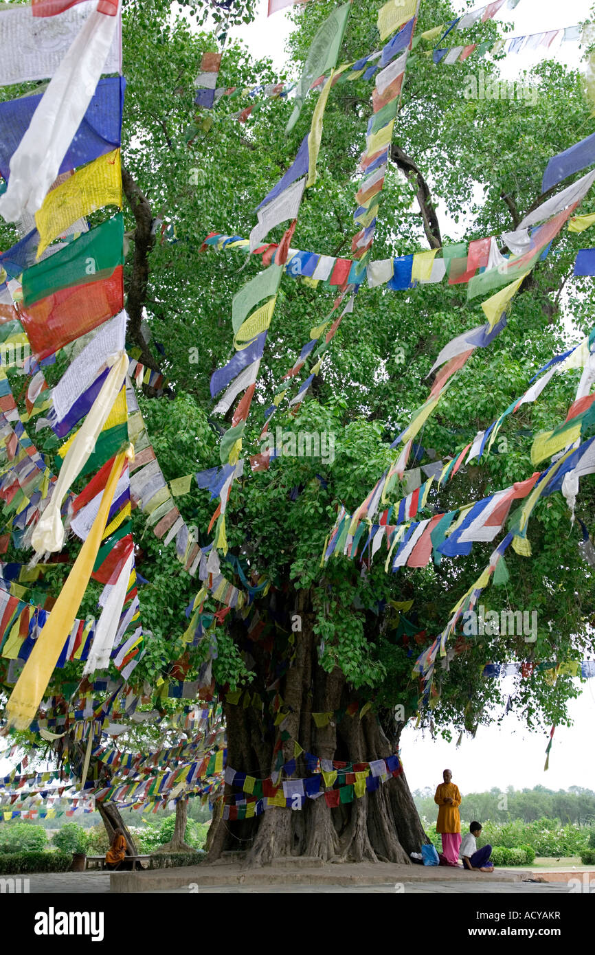 The sacred Bodhi tree.Lumbini.Birthplace of Lord Buddha.Nepal Stock ...