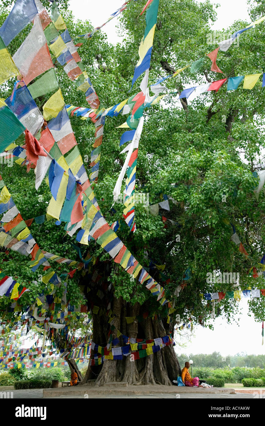 The sacred Bodhi tree.Lumbini.Birthplace of Lord Buddha.Nepal Stock ...