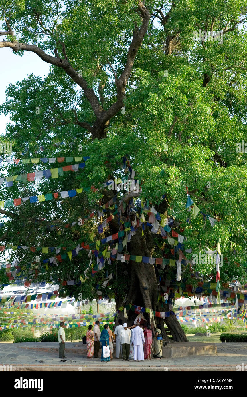 The sacred Bodhi tree.Lumbini.Birthplace of Lord Buddha.Nepal Stock ...