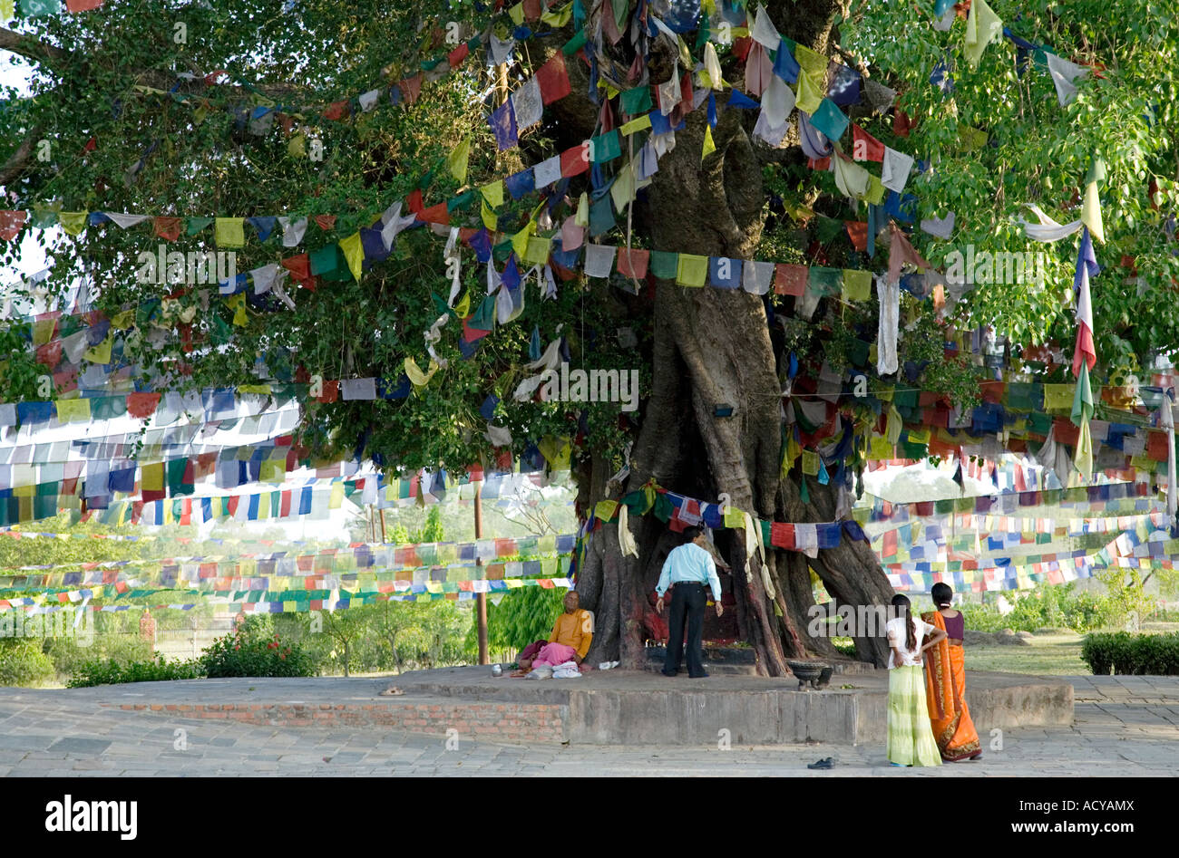 The sacred Bodhi tree.Lumbini.Birthplace of Lord Buddha.Nepal Stock ...