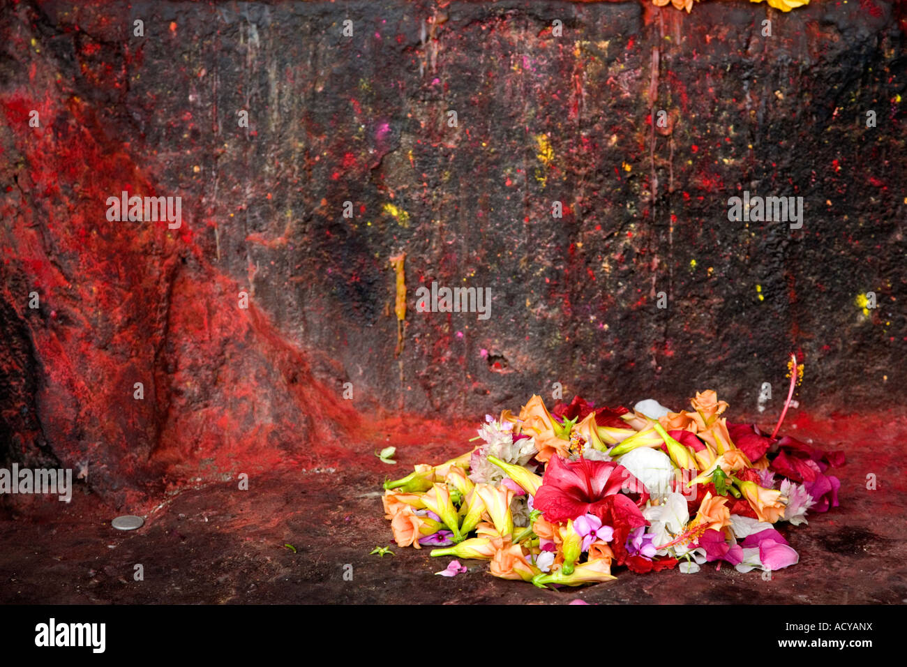 Bodhi tree flower hi-res stock photography and images - Alamy
