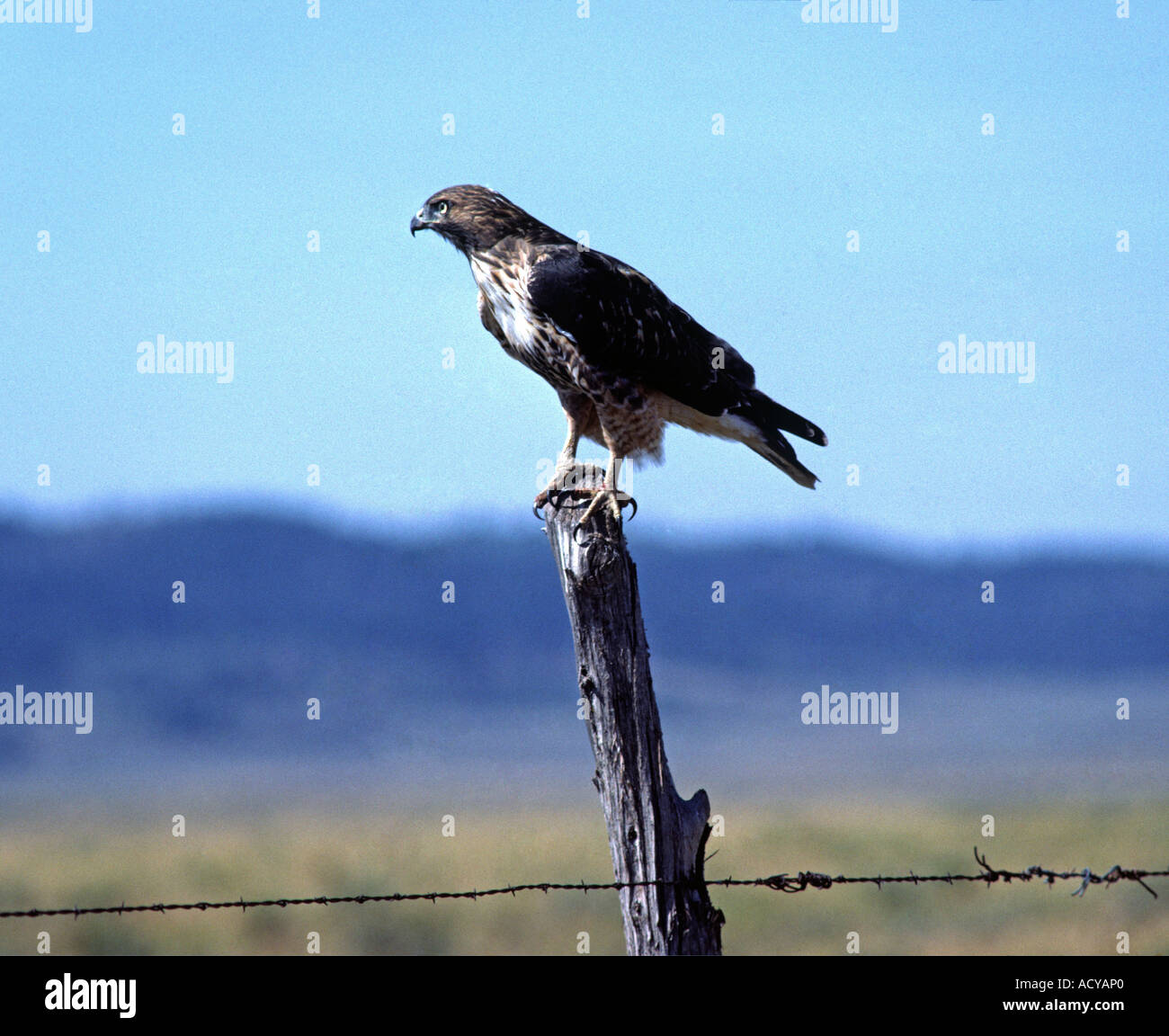 Red tailed hawk on fence hi-res stock photography and images - Alamy