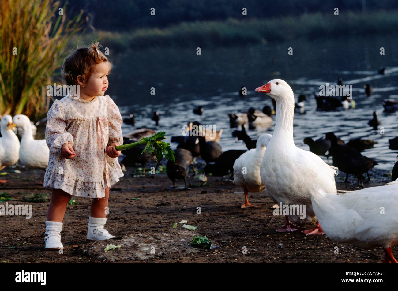 LITTLE GIRL and DOMESTIC GEESE Anser domesticus and coots Fulica Atra ...