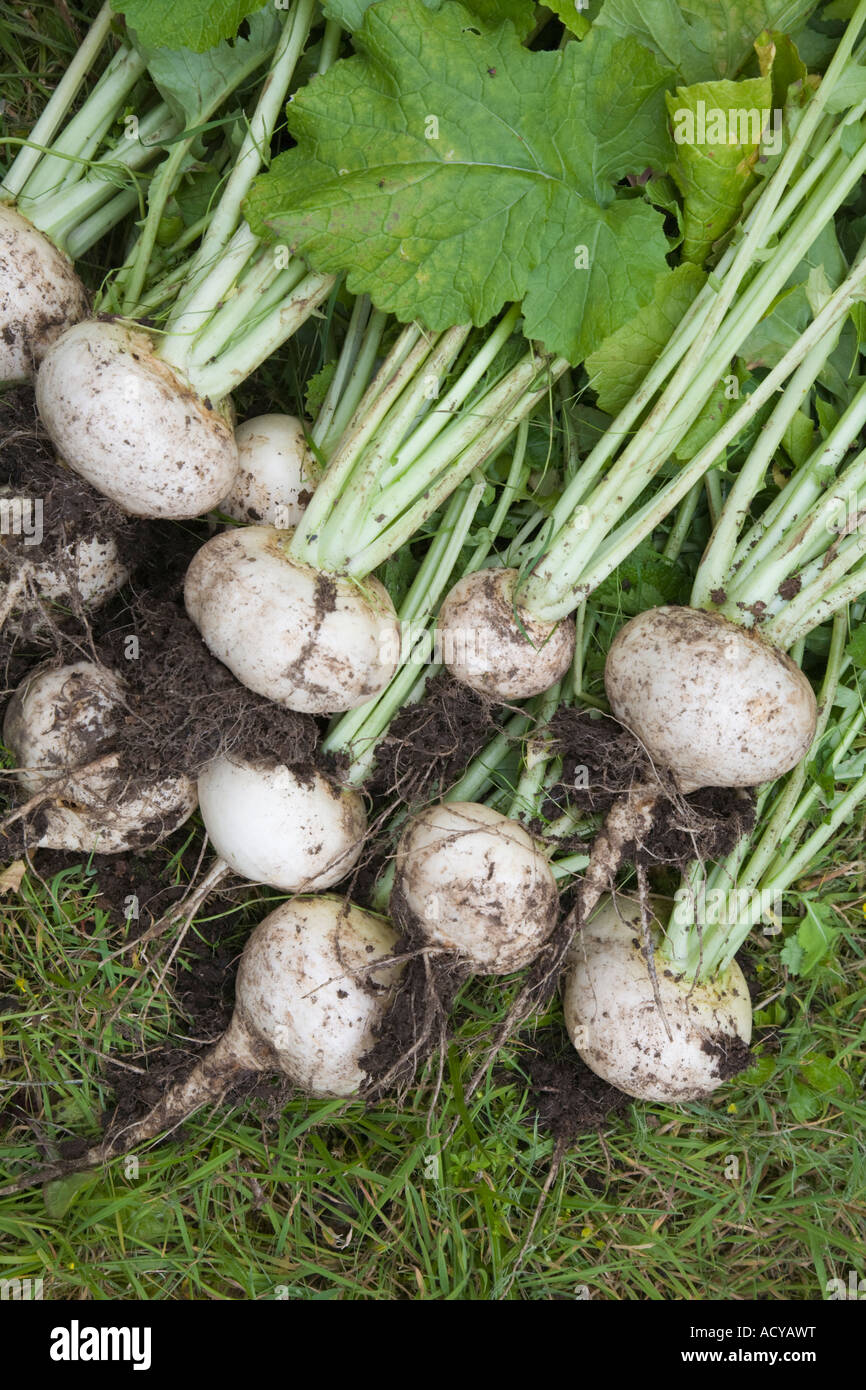 Freshly harvested white turnip Stock Photo - Alamy