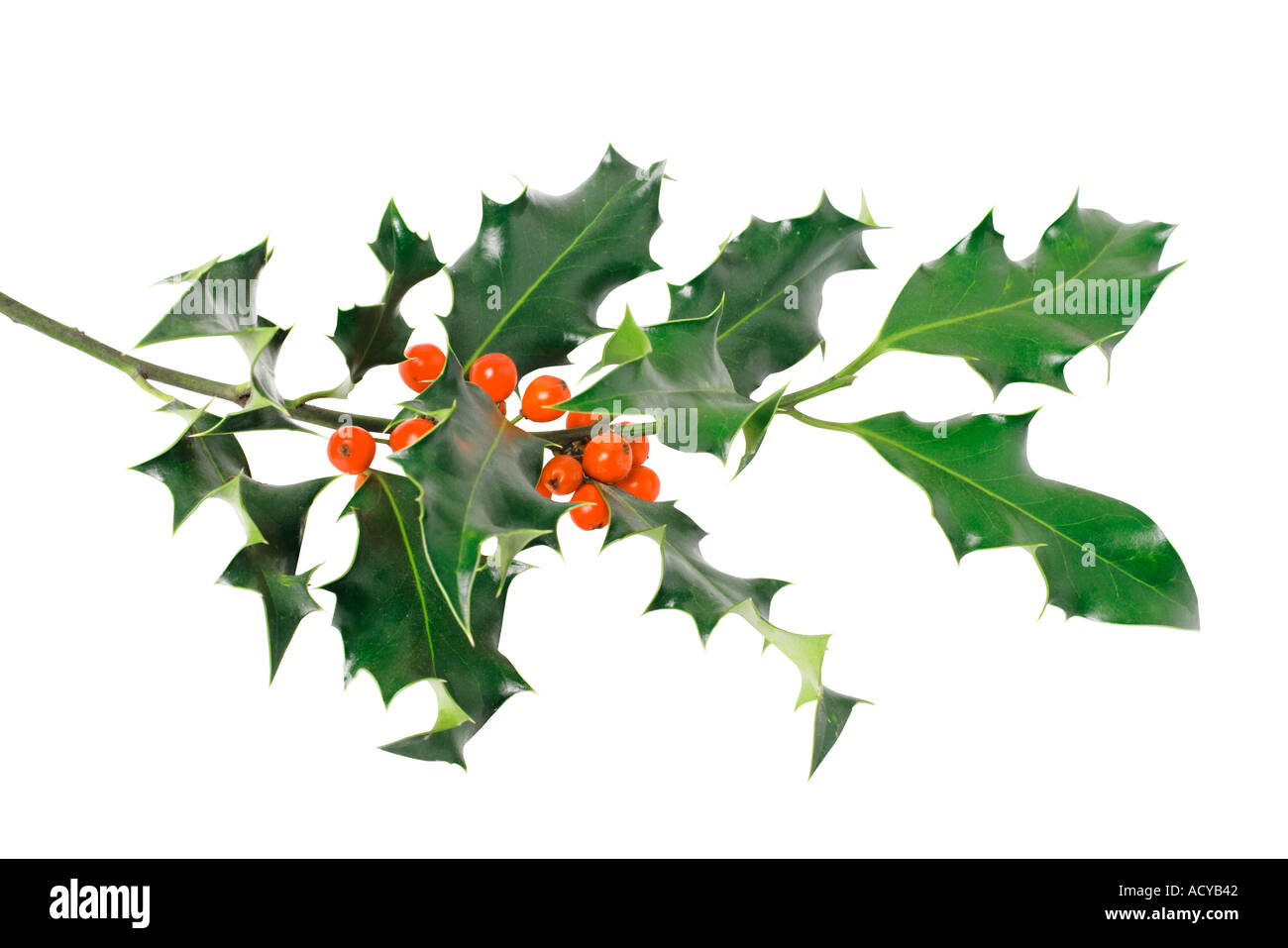 English holly tree Cut Out Stock Images & Pictures - Alamy