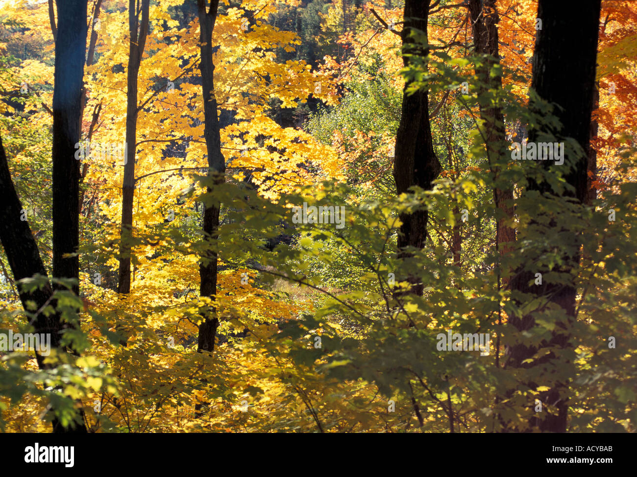 Autumn forest Gatineau Park Quebec Canada Stock Photo - Alamy