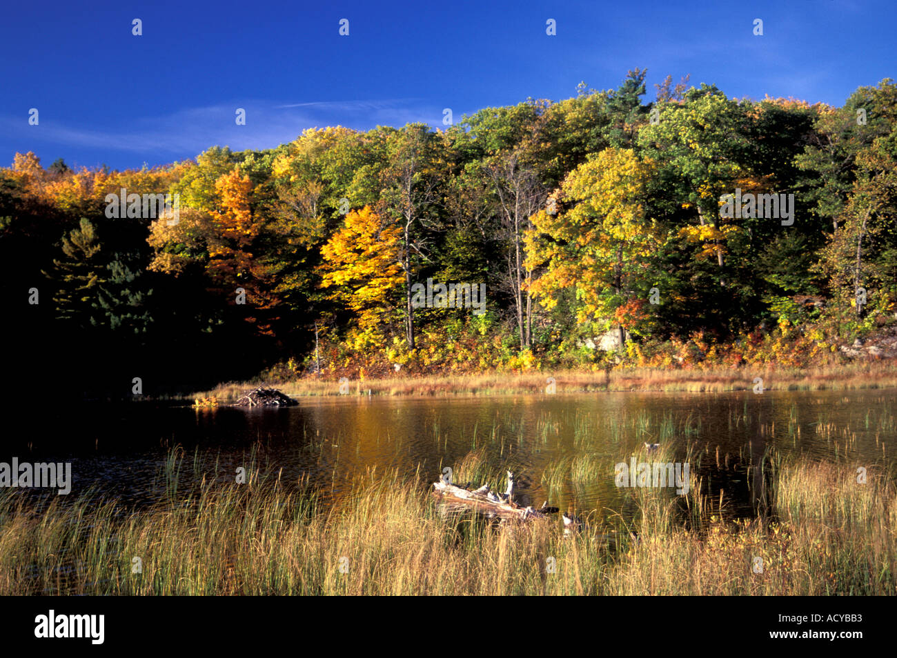 Autumn forest and lake Gatineau Park Quebec Canada Stock Photo - Alamy