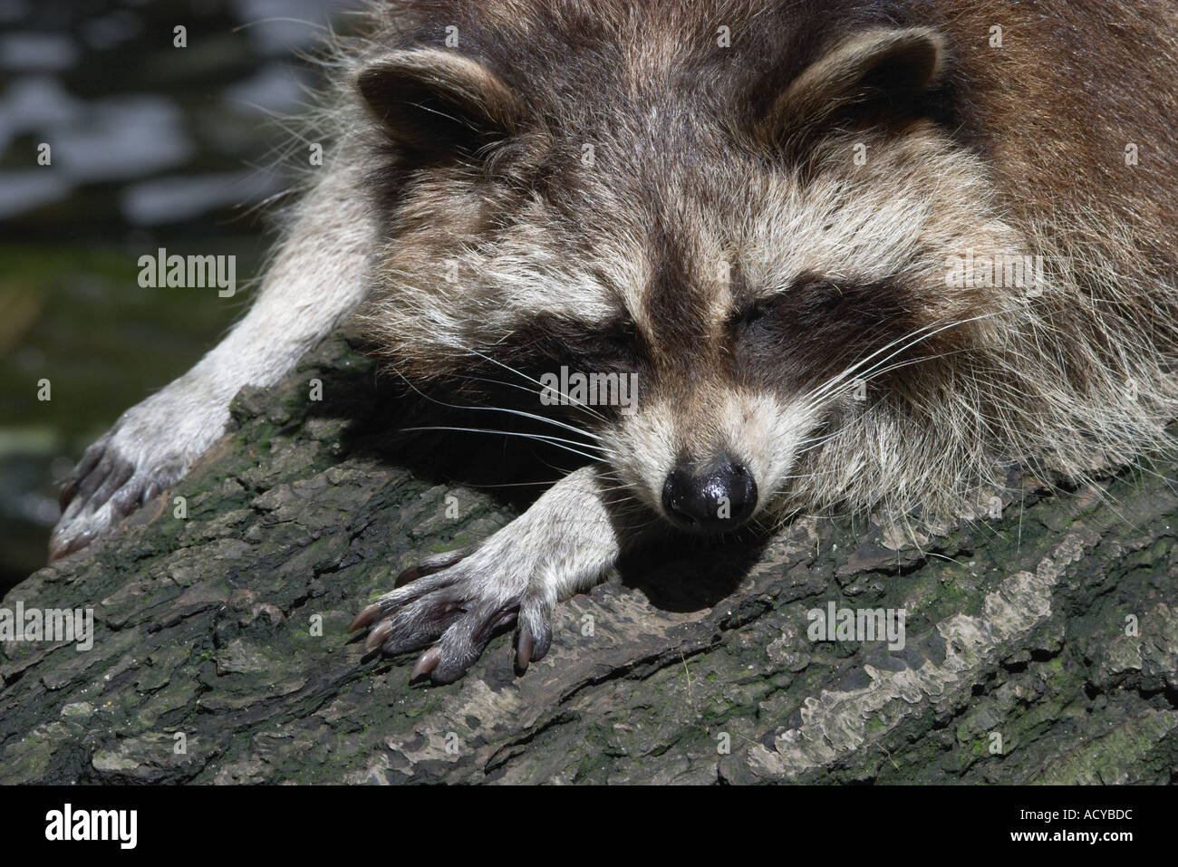 Sleeping racoon hi-res stock photography and images - Alamy