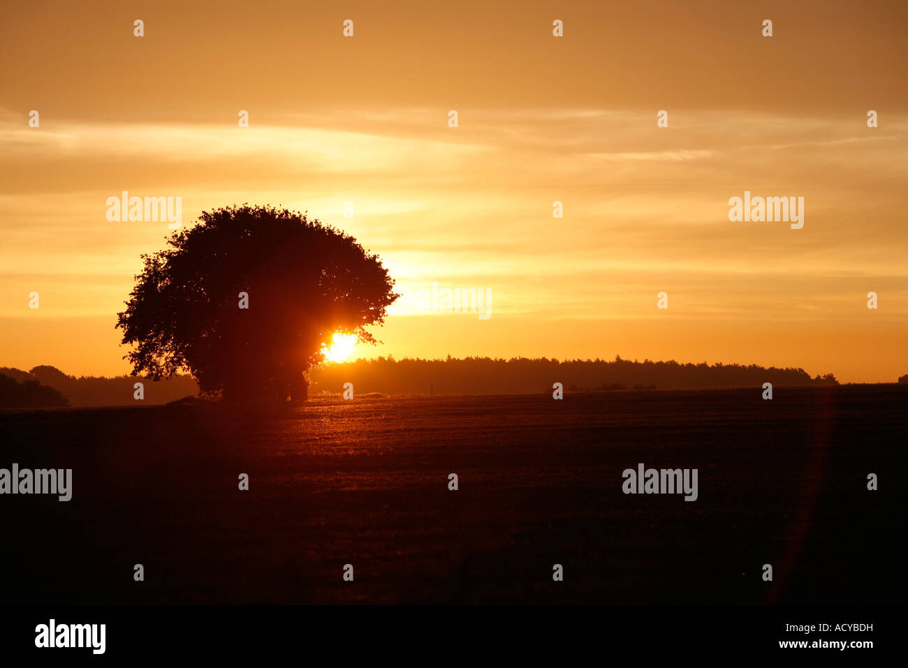 Golden sunrise over a field, with tree in foreground Stock Photo - Alamy