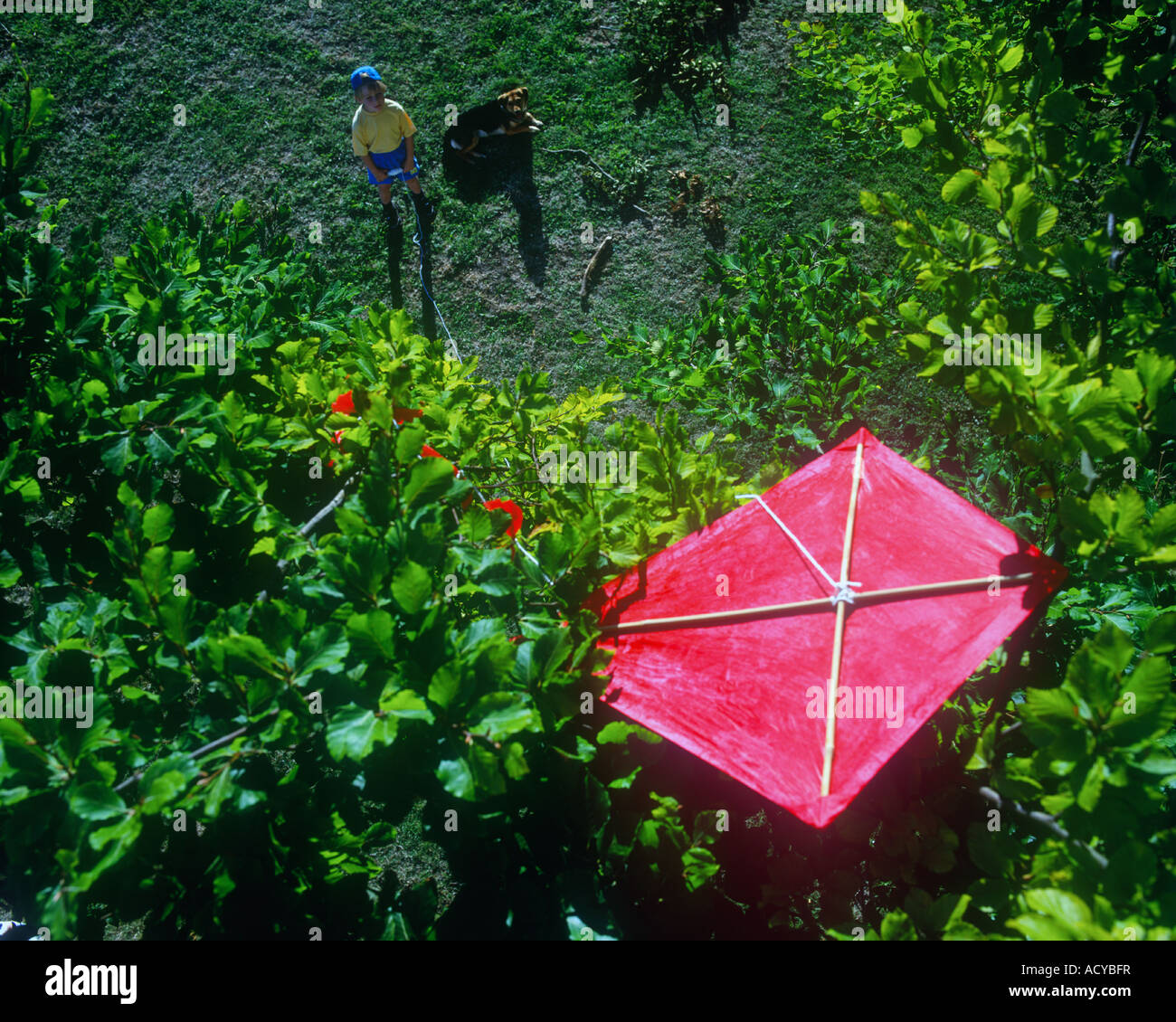 red kite in tree Stock Photo - Alamy