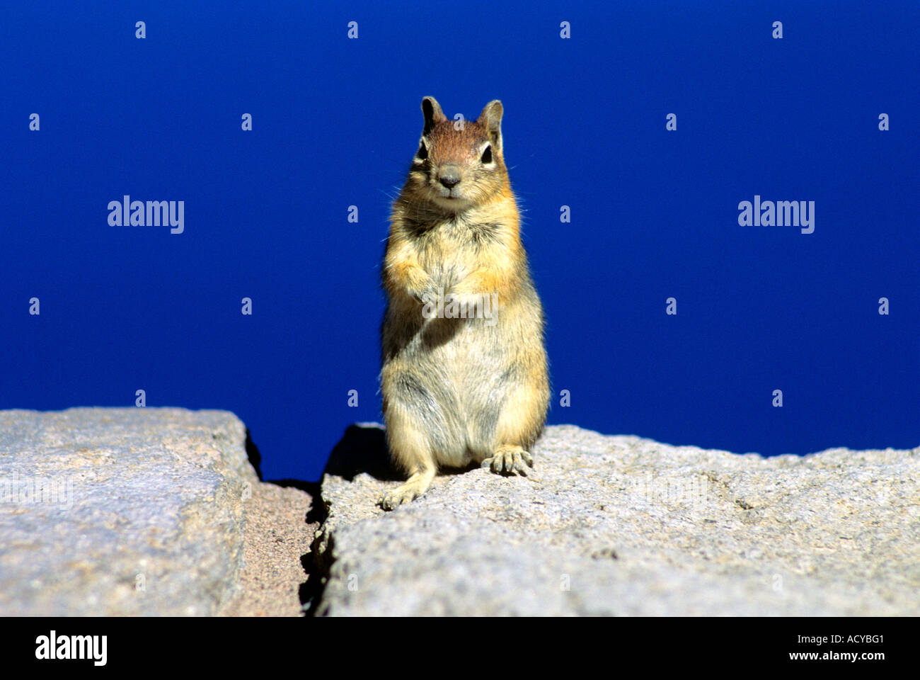 Golden Mantle ground squirrel in Cascade, Idaho Stock Photo - Alamy