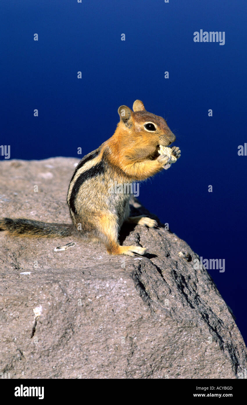Golden Mantle ground squirrel in Cascade, Idaho Stock Photo - Alamy