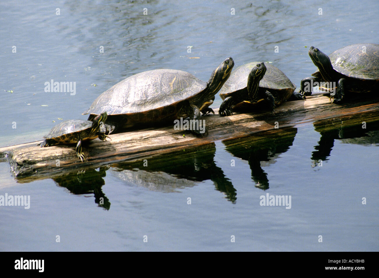 Turtles sit on a floating log in Austin Texas Stock Photo - Alamy