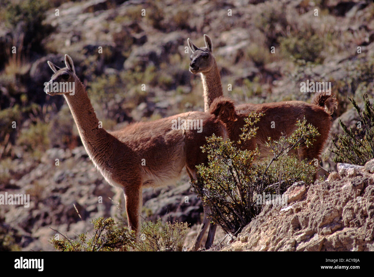 The GUANACO are a wild relative of the llama and are seen here in the ...