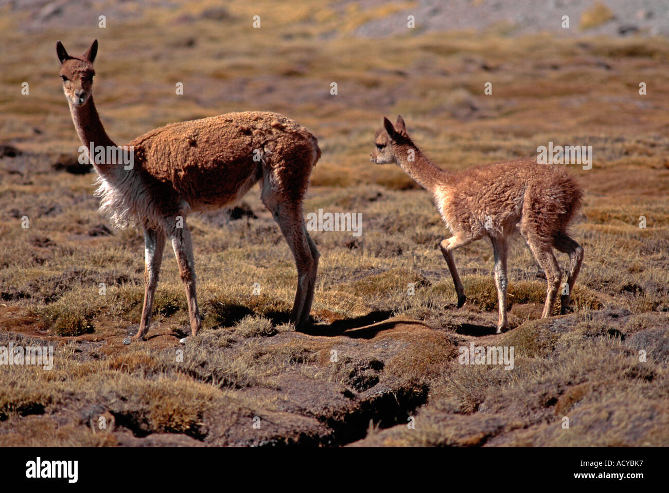 A mother baby VICUNA prosper on the high altitude grasslands 11 000 ...