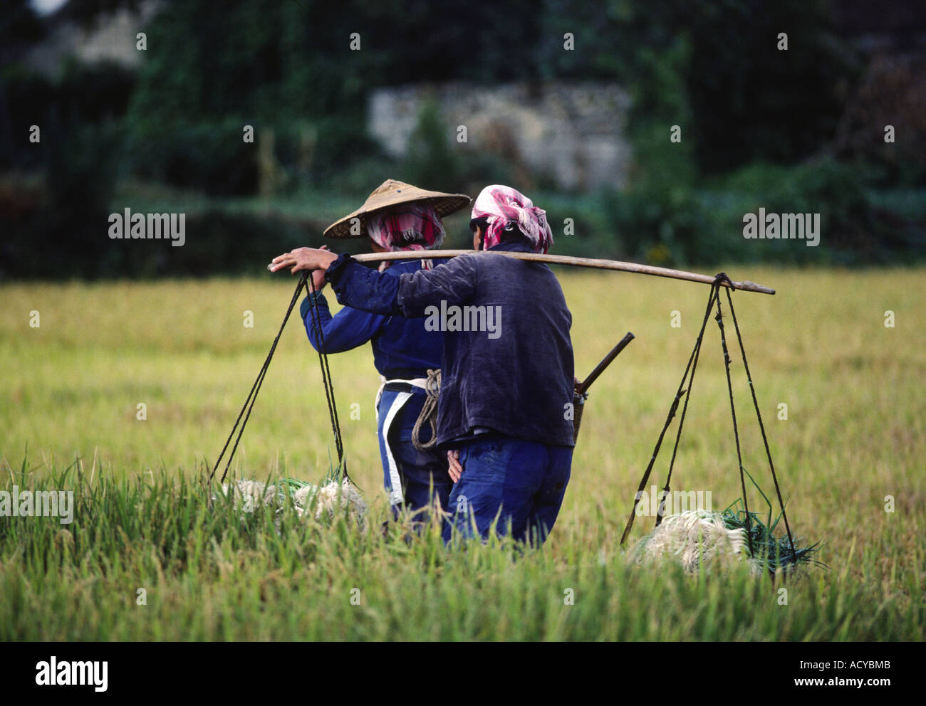 CHINESE PEASANT WOMEN work in the RICE FIELDS near the rural farming ...