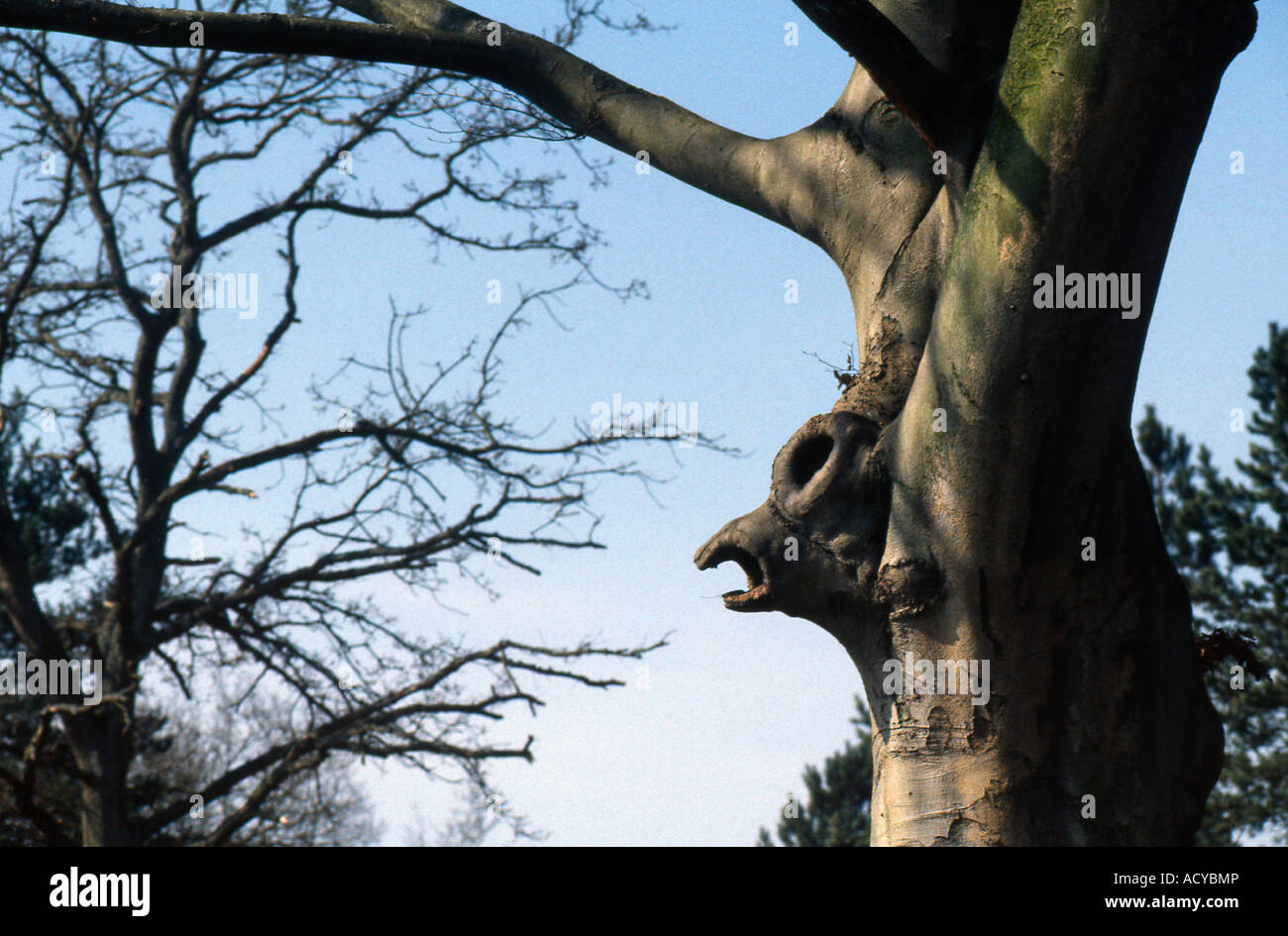 Scary tree monster, an animal like face created by natural growth on a ...
