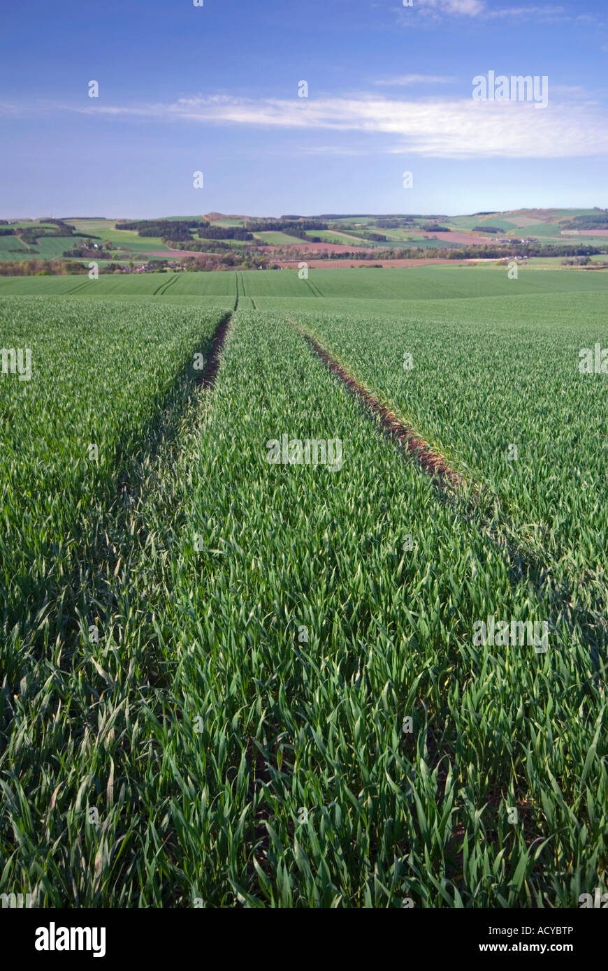 Agricultural food crops hi-res stock photography and images - Alamy
