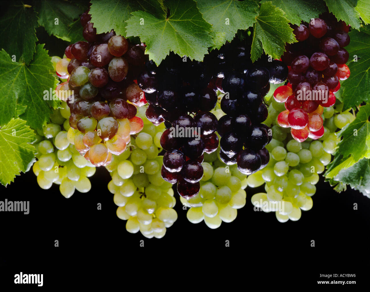 A variety of TABLE GRAPES Stock Photo - Alamy