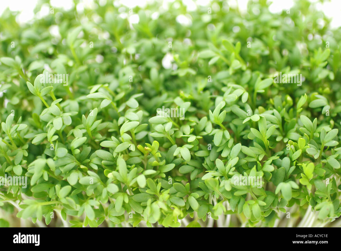 Cresses hi-res stock photography and images - Alamy