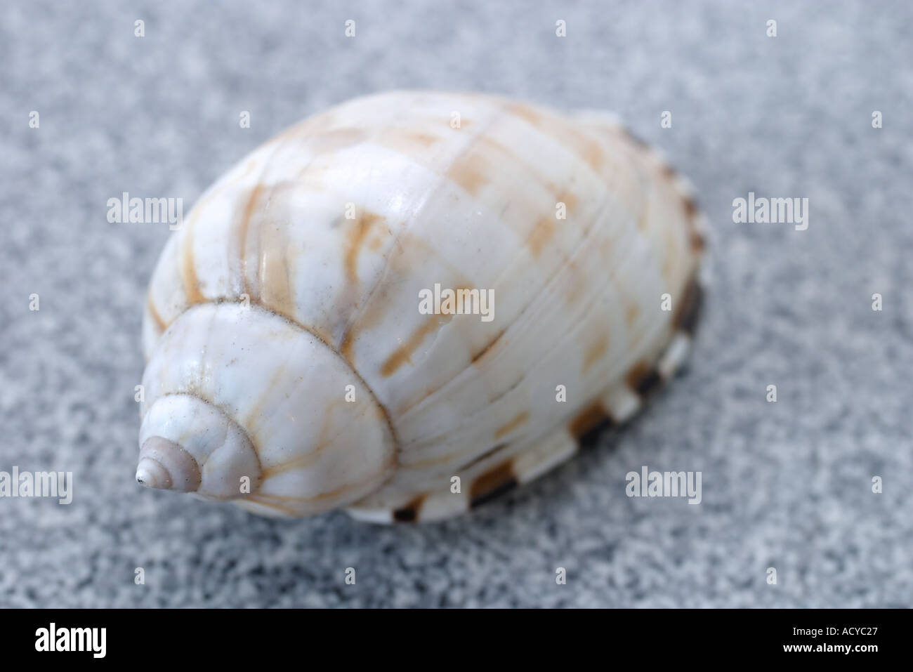 Mollusks conch hi-res stock photography and images - Alamy