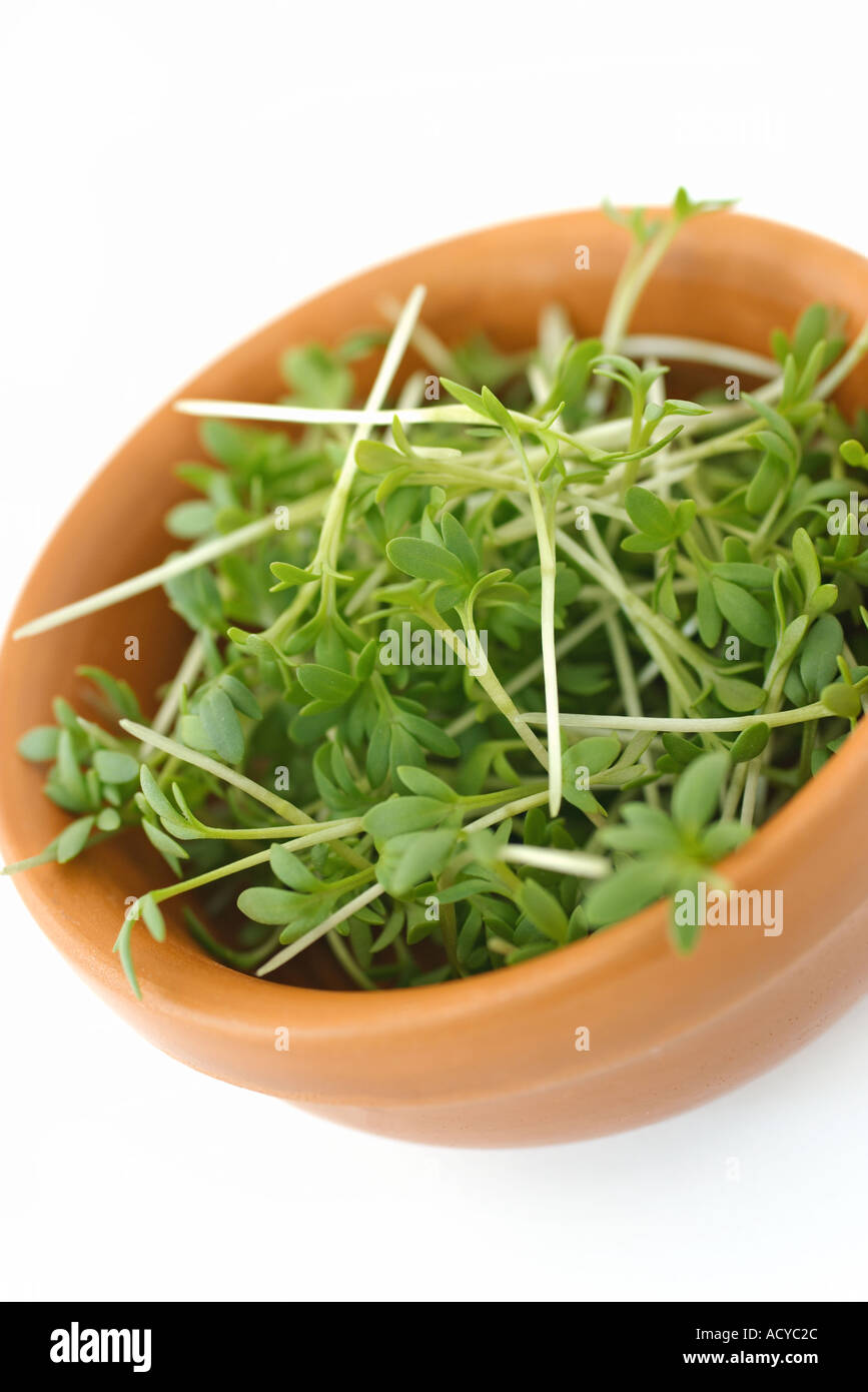 Garden cresses hi-res stock photography and images - Alamy