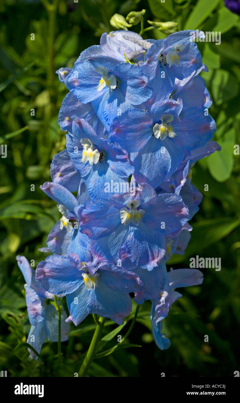 Cluster of blue flower spikes hi-res stock photography and images - Alamy