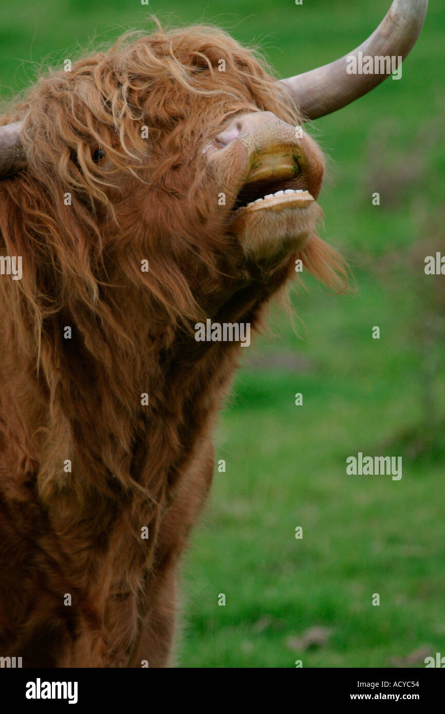 Laughing cow hi-res stock photography and images - Alamy