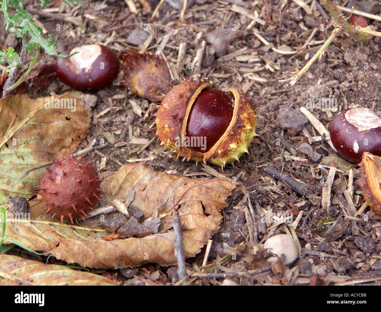 Shell Inside High Resolution Stock Photography and Images - Alamy