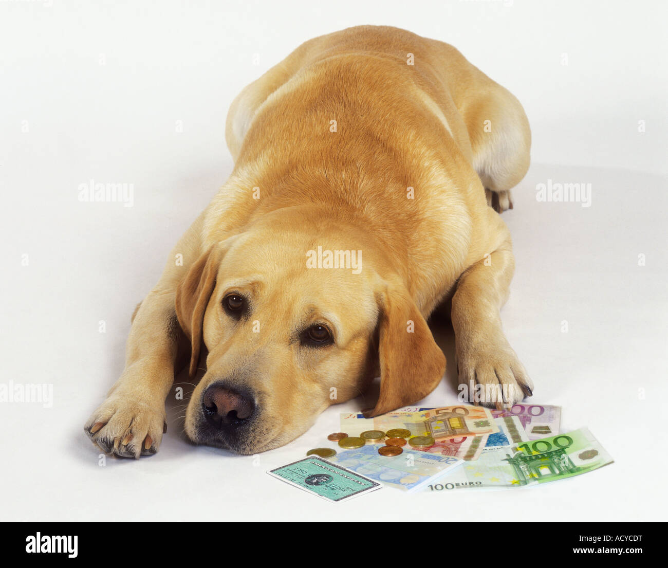 Labrador with banknotes Stock Photo - Alamy