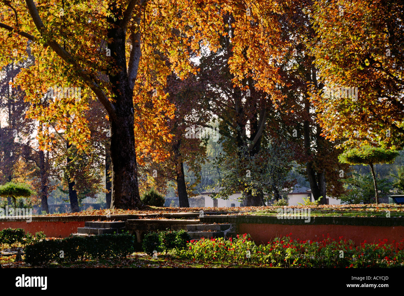 The multi colored leaves of CHINAR TREES at the SHALIMAR GARDENS built ...