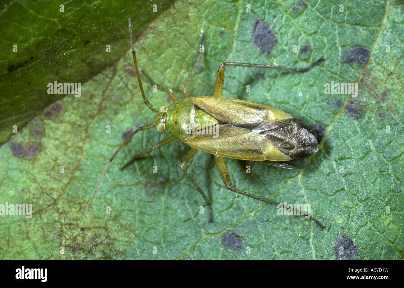 A lucerne bug Adelphocoris lineolatus on a leaf Stock Photo - Alamy