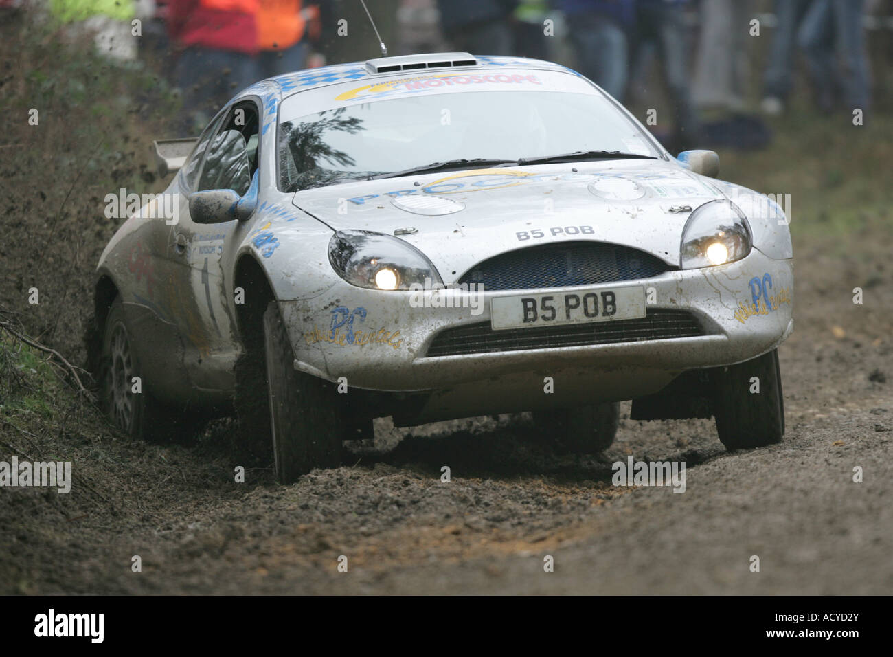 Puma slides into action in the Yorkshire Forests Stock Photo - Alamy