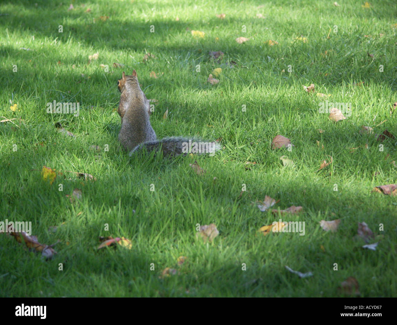 Grey Squirrel view from the rear standing on back legs Stock Photo - Alamy