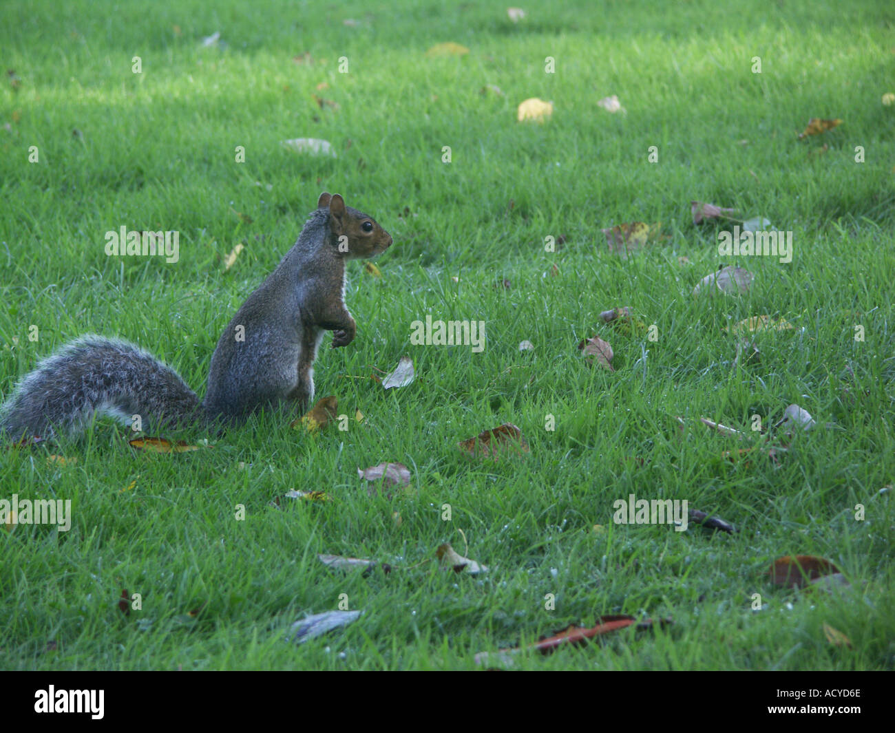 Squirrel on her back legs hi-res stock photography and images - Alamy
