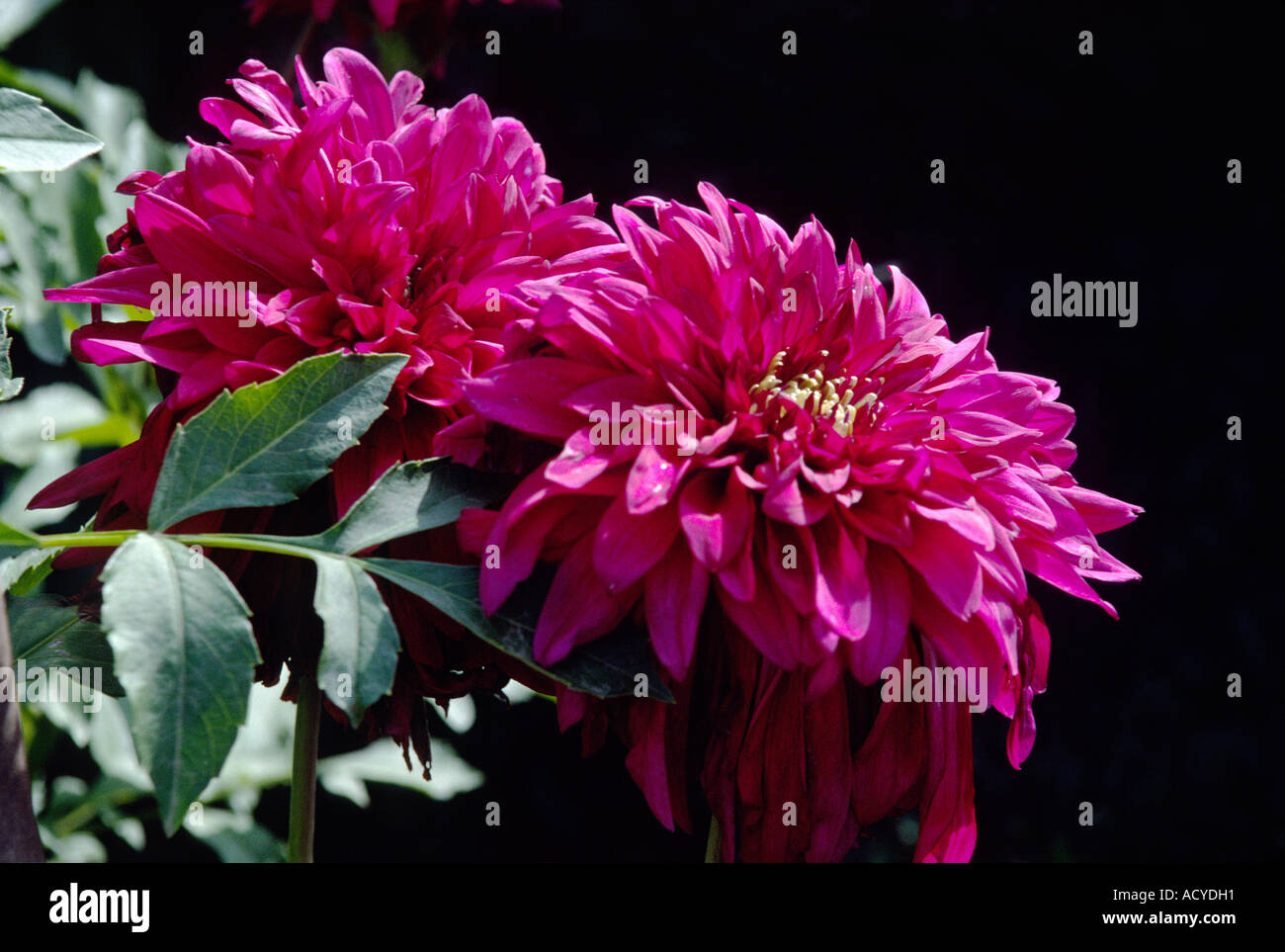 Close up of DAHLIA FLOWERS in the MOGHUL GARDEN of CHASMA SHAHI in the ...